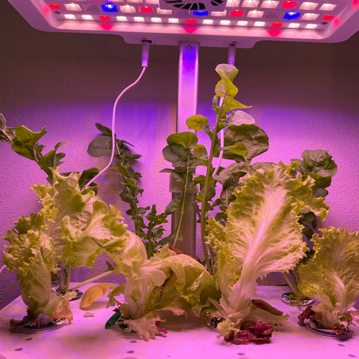 The Ultimate Guide to Year-Round Growing with Hydroponic Systems